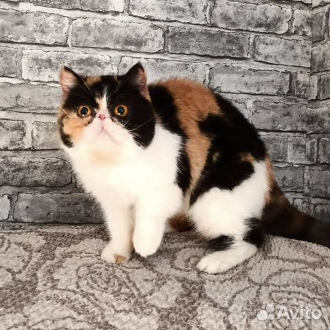 Кошечка экзот