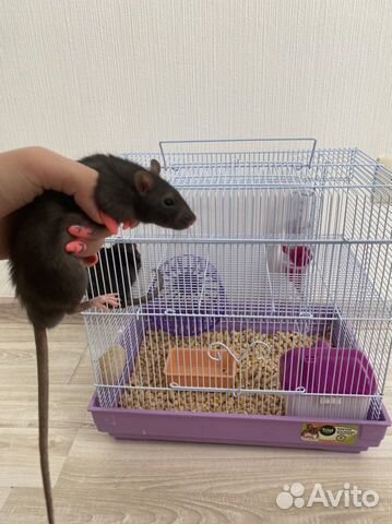 Крысы дамбо с клеткой