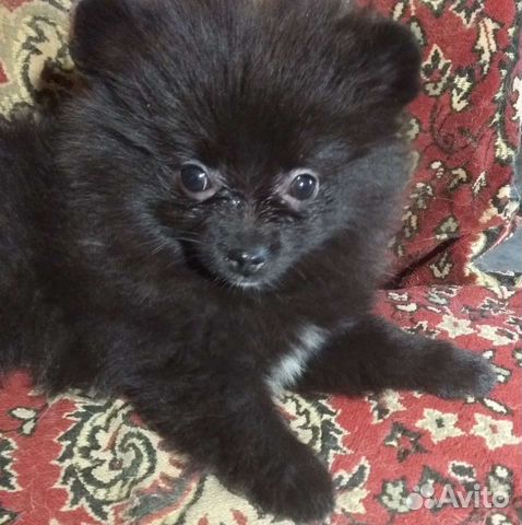 Померанский шпиц