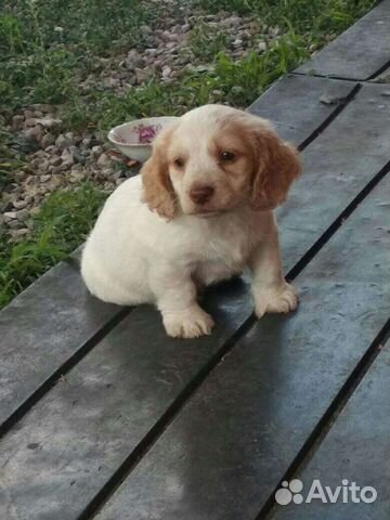 Русский охотничий спаниель