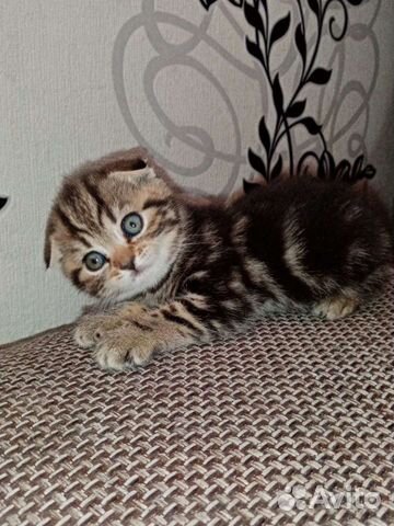 Британские вислоухие котята