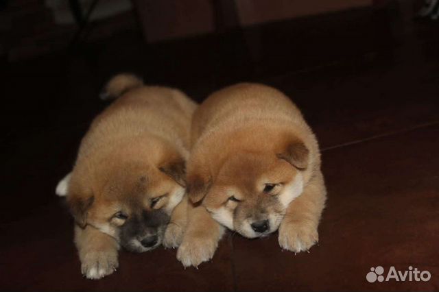 Сиба ину (Шиба ину)