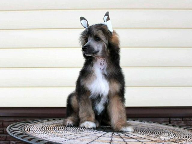 Китайская хохлатая пуховый мальчик