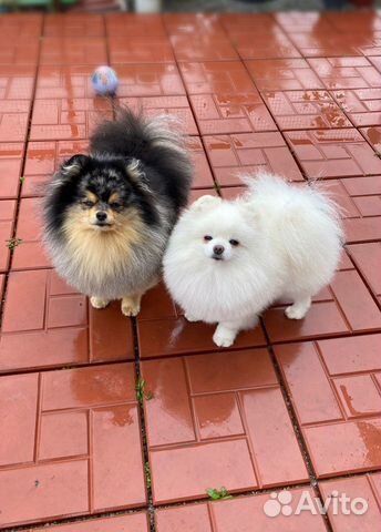 Вязка, малый шпиц