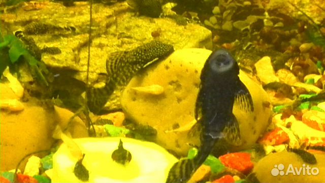 Сомик Анцитрус молодь, различные расцветки