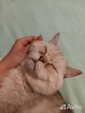 Кот