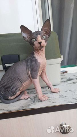 Канадский сфинкс