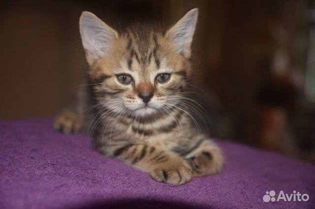 Добрые тигрули