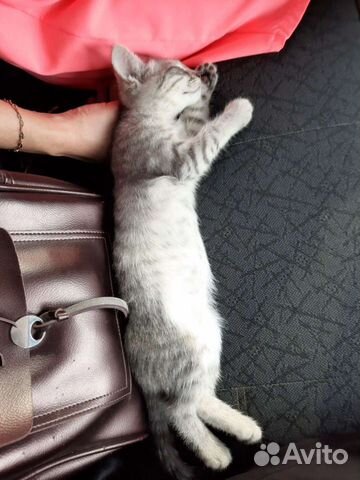 Котёнок в дар