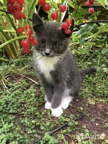 Котенок Маруся 2 мес