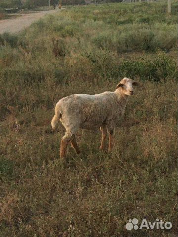 Овцы ярки