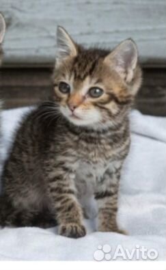 Котёнок сэм, 1.5 мес., мальчик, серого окраса