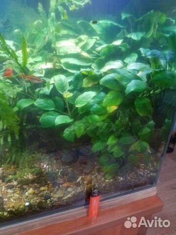 Аквариумные растения анубиус