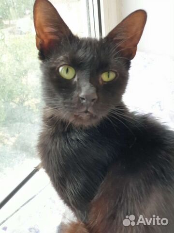 Домашнюю кошечку выбросили на улмцу