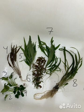 Аквариумные растения