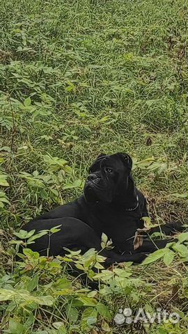 Кане Корсо найдена