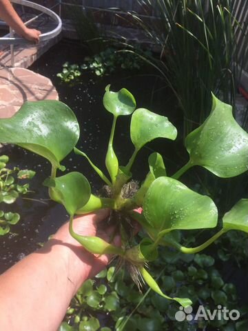 Водный гиацинт