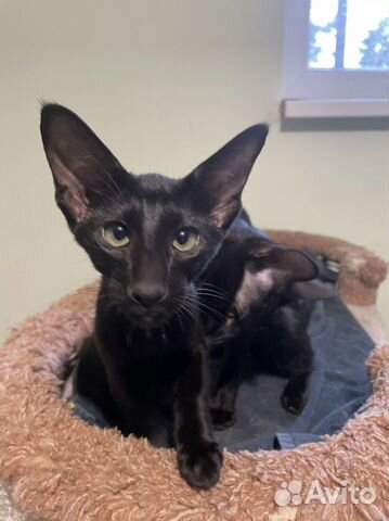 Ориентальная киска