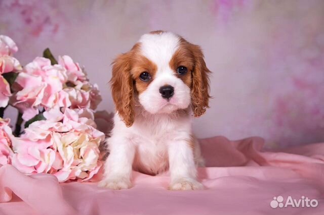 Продаются щенки кавалер кинг чарльз спаниеля