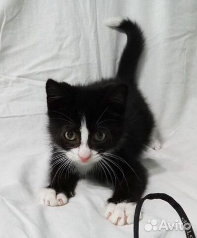Котенок, мальчик, 2,5 месяца