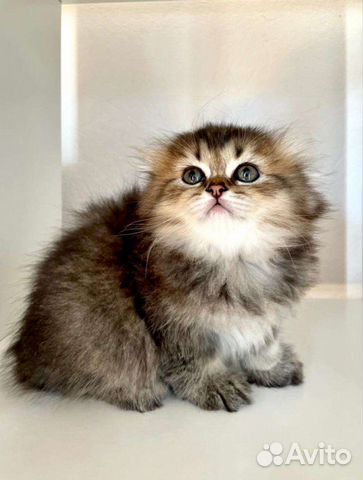 Шотландская вислоухая кошка