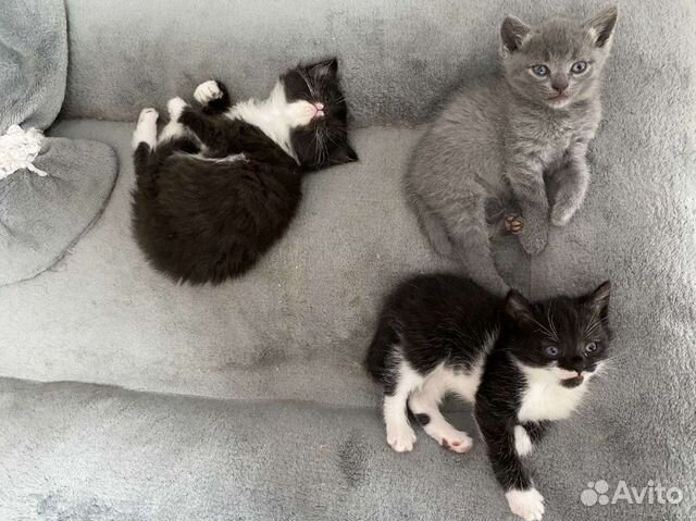 Шотландские котята