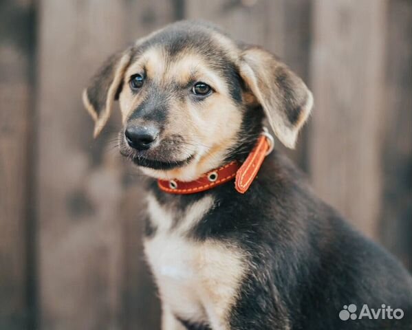 Щенок Принцесса в дар