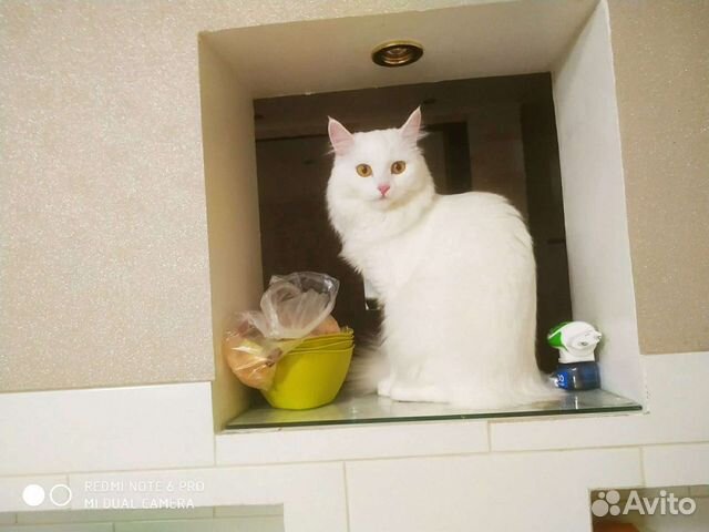 Вязка кошки. Турецкая ангора