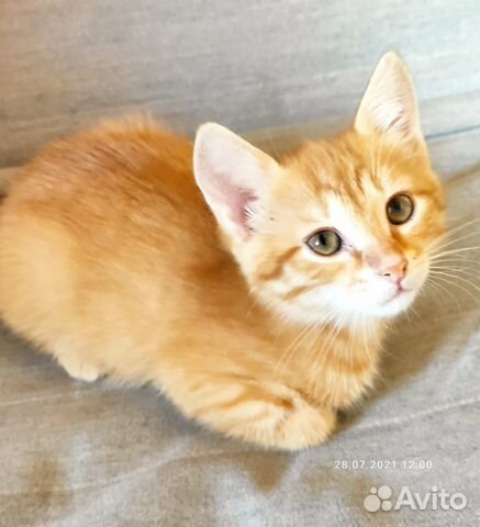 Кошка