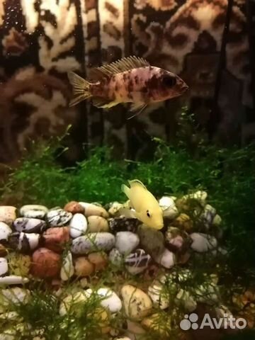 Аулонокара мультиколор