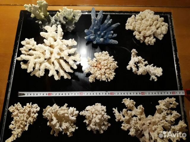 Морские кораллы натуральные