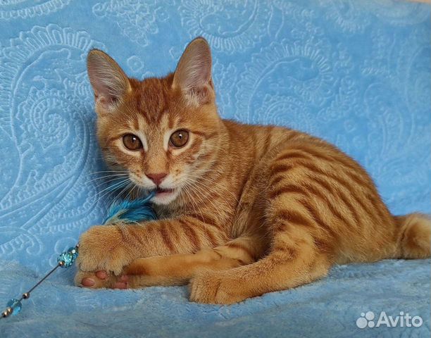 Курильские котята