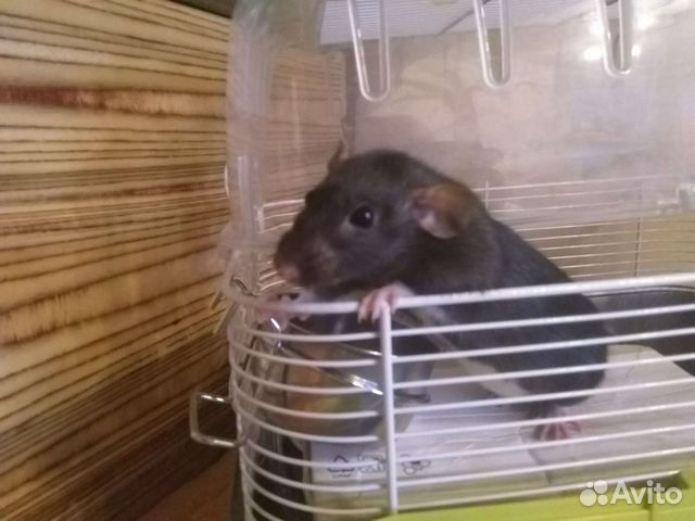 Крысочка с клеткой