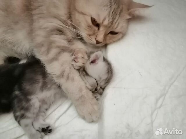 Шотландская вислоухая кошка