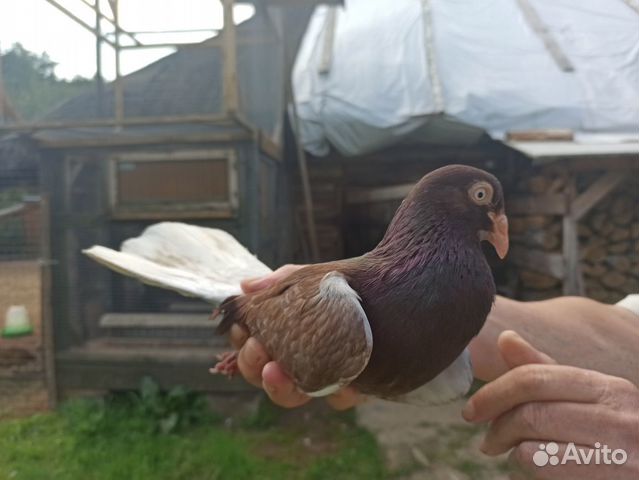 Одесские голуби