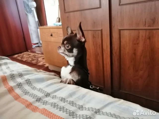 Вязка Чихуахуа mini