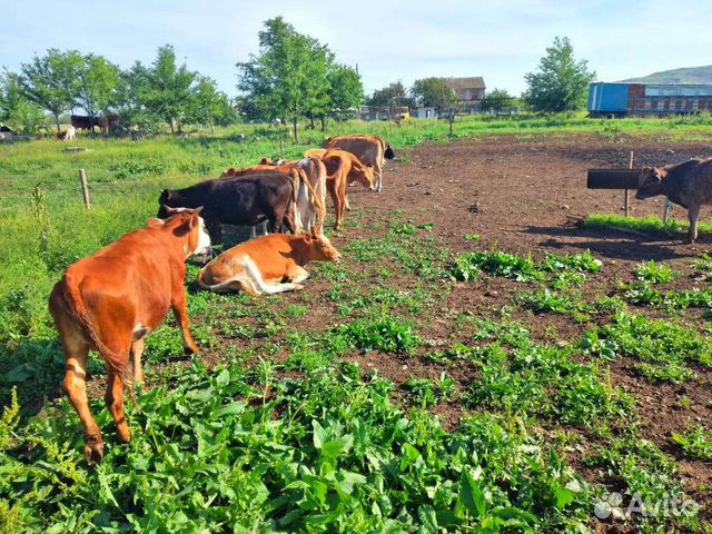 Коровы, телки