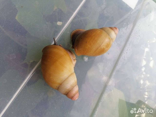 Улитки Гревелли F1