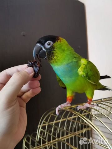 Попугай Аратинга Нандайя (Черноголовый аратинга)