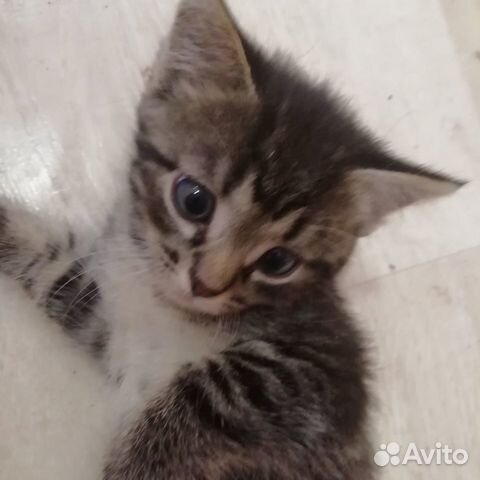 Милые котятки в добрые руки