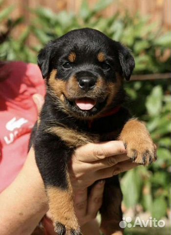 Ротвейлер щенки