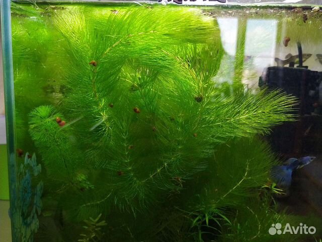 Роголистник аквариумное растение водоросль