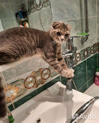 Котик Бася на вязку
