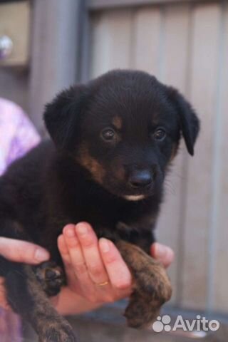 Отдадим в ответственные и добрые руки щенка