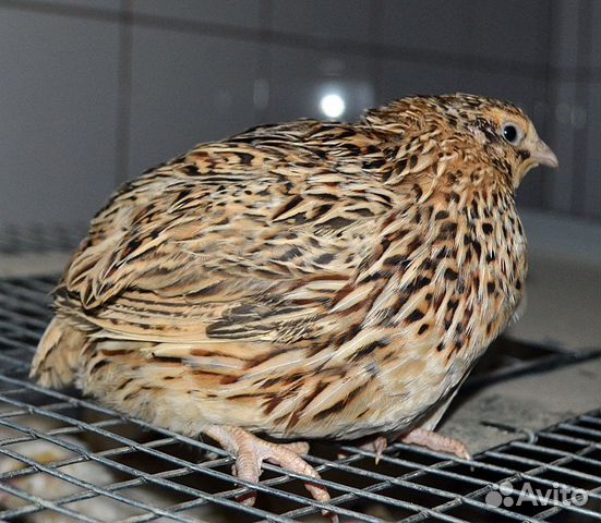 Продаю перепелов
