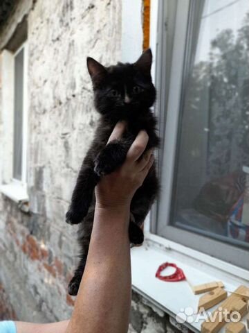 Котенок девочка Кнопочка