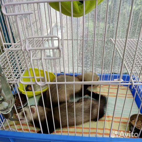 Хорек бесплатно с клеткой и аксесуарами