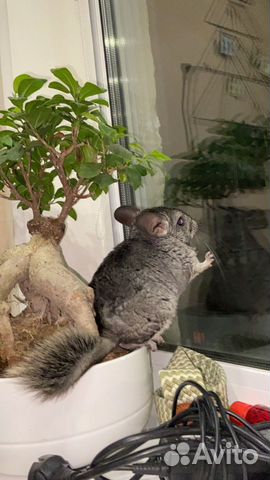 Шиншилла с клеткой, самец, 3 мес, серый окрас, кор