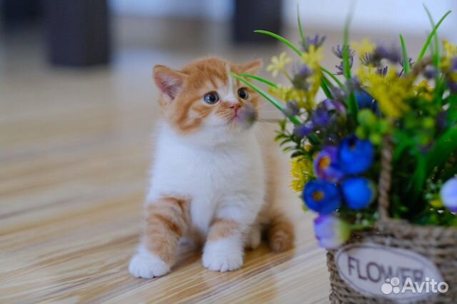 Настоящий Тигр