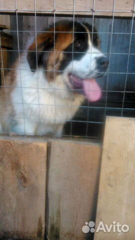 Щенки московской сторожевой. Свободен один мальчик